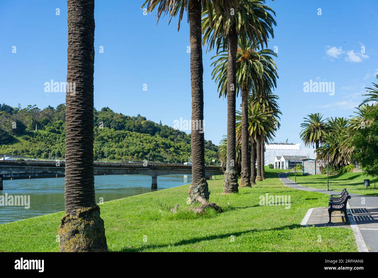 Palm trees along the riverside walk in Gisborne, New Zealand Stock ...