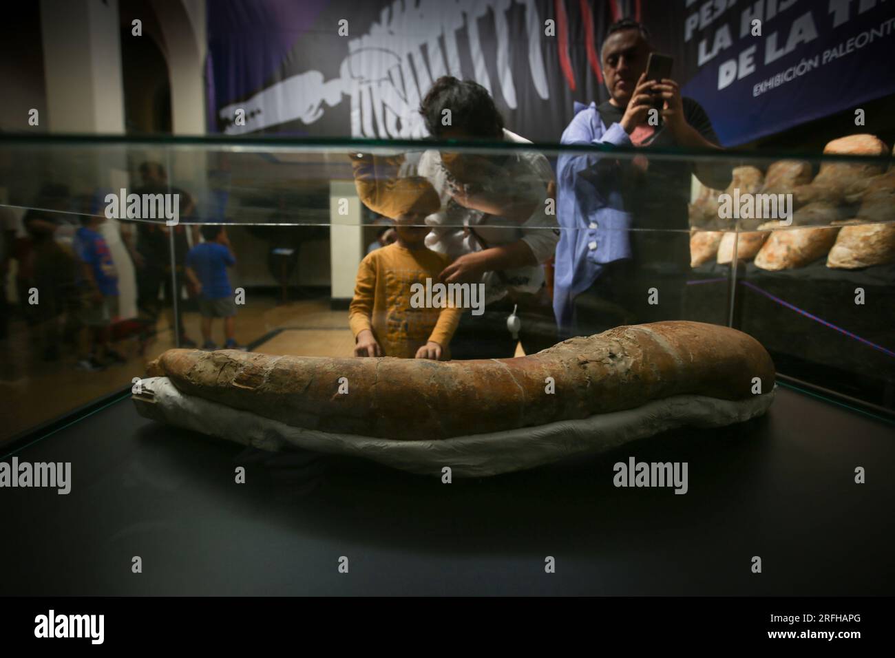 Perucetus colossus hi-res stock photography and images - Alamy