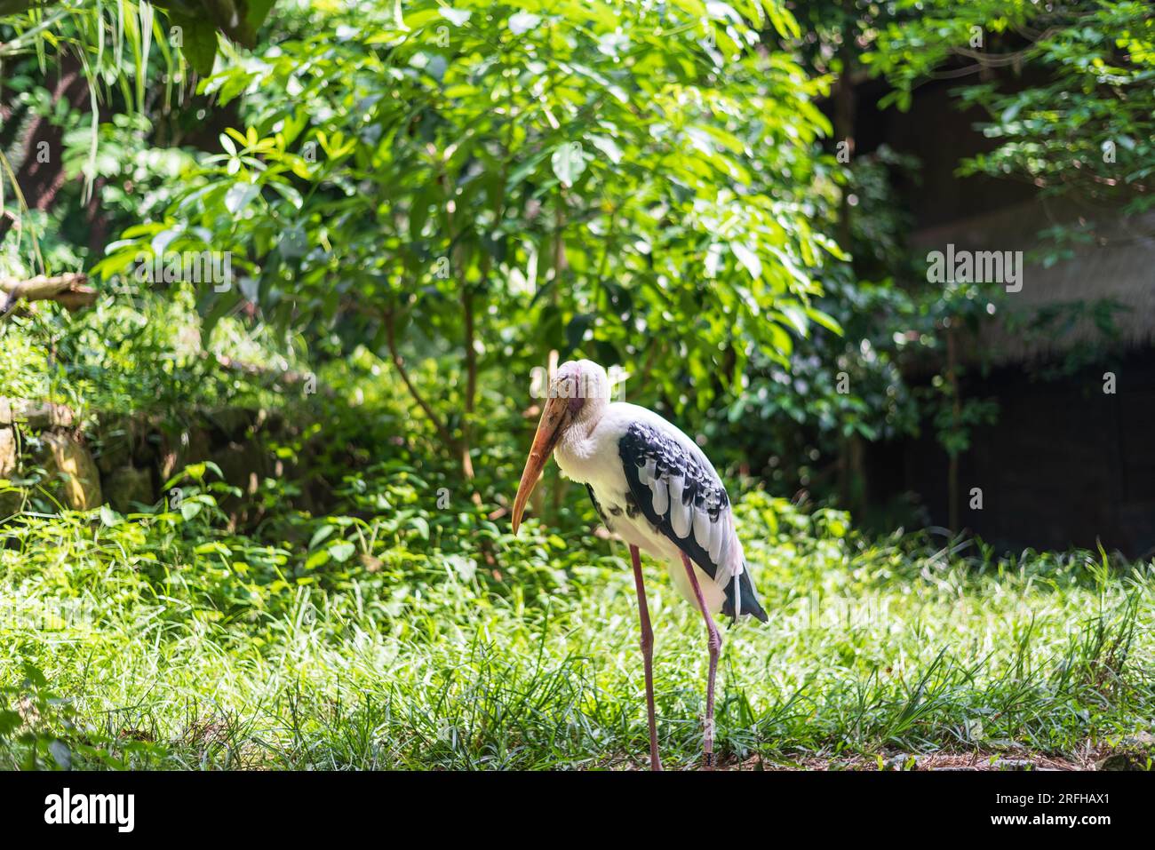 A painted stork, a large wader in the stork family. Found in the ...