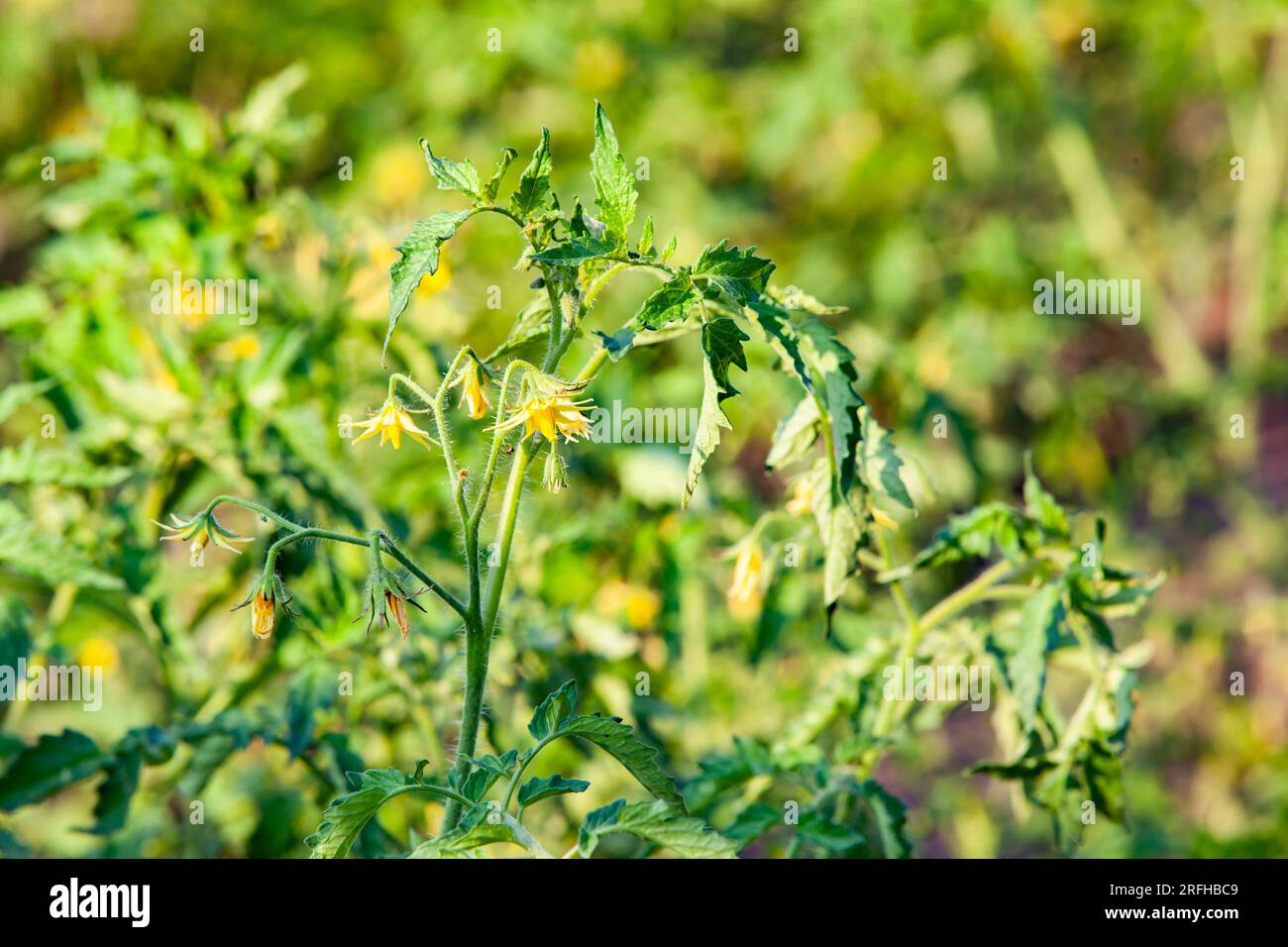 Young tomato seedlings in Bloom. Tomato beds in the garden Stock Photo ...