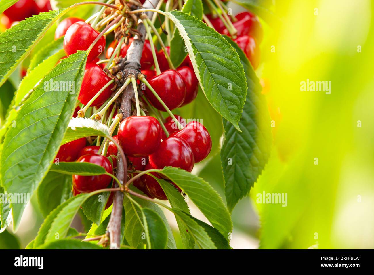 Luscious harvest hi-res stock photography and images - Alamy