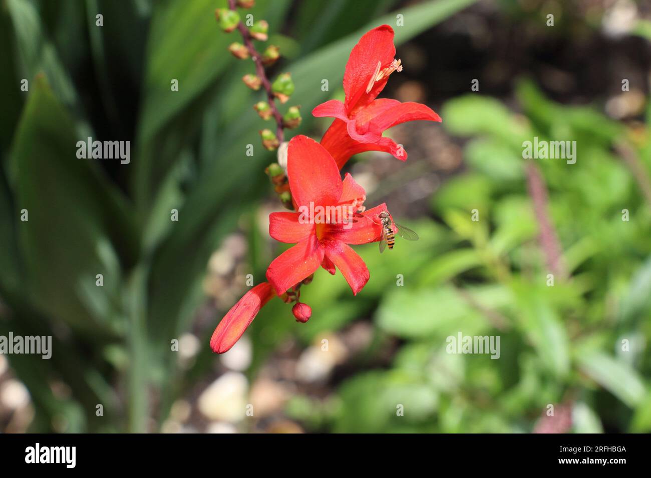 Lucifer flowers hi-res stock photography and images - Alamy