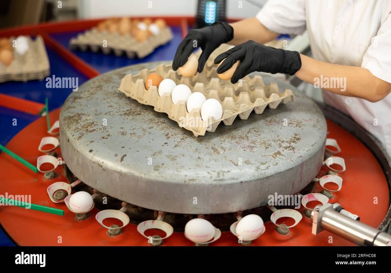 Worker hands in gloves size sorting and labeling fresh chicken eggs on conveyor in farm Stock ...