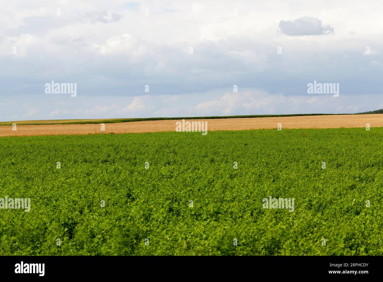 agricultural field with growing plants for harvesting food, farming in ...