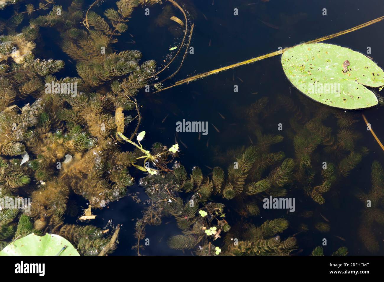 swampy area with different types of plants growing in water, summer ...