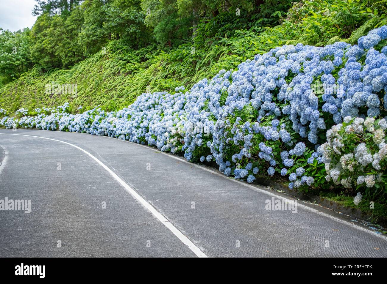 Road with blue hydrangea blooming along in Sete Cidades on the island of Sao Miguel, Azores ...