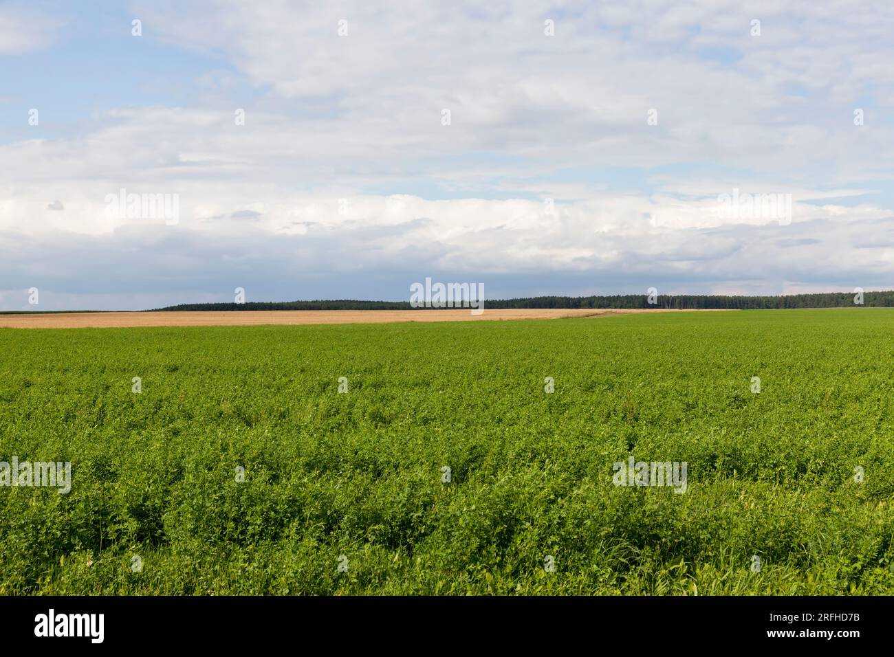 agricultural field with growing plants for harvesting food, farming in ...