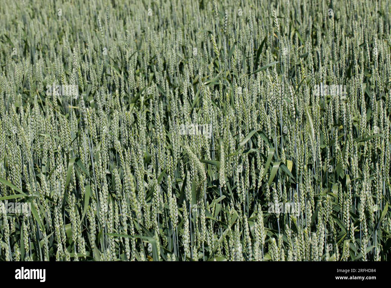 rye field with green immature plants, agricultural activity for growing ...