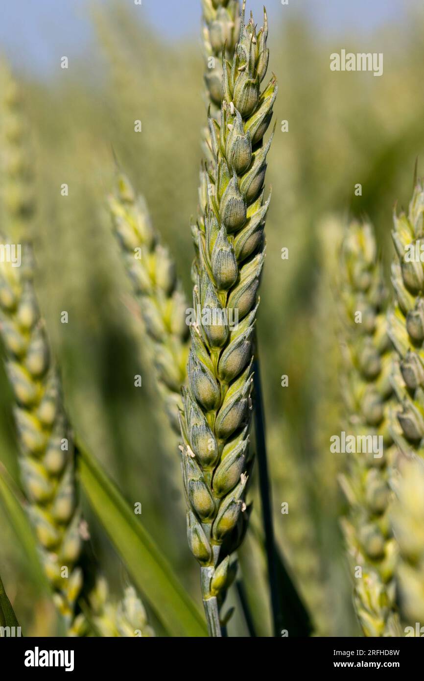 agricultural activity for growing rye, rye field with green immature ...