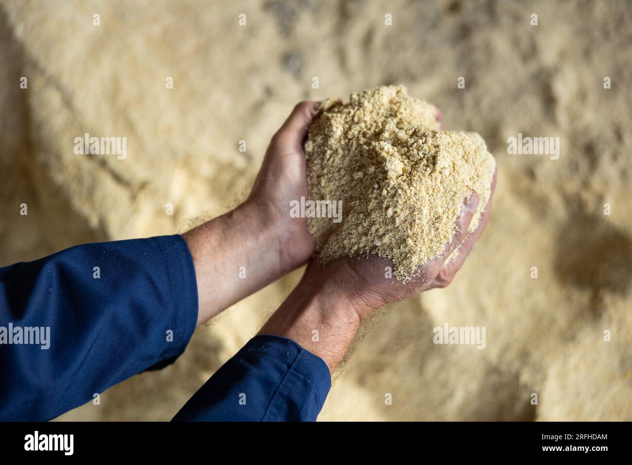 Close up of male farmer hands holding animal feed corn flour in farm ...