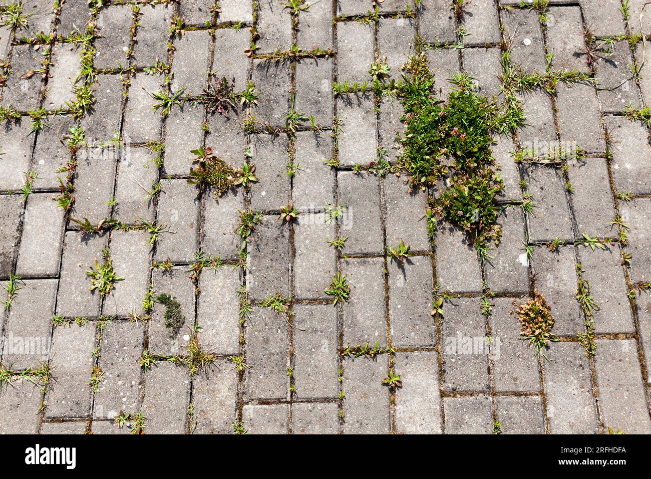 concrete tiles on the road with grass and other plants sprouting at the ...