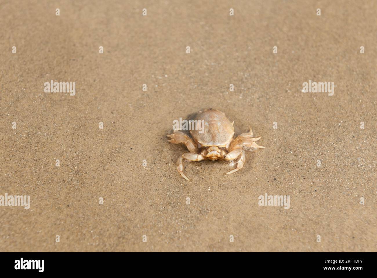 Moulted exoskeleton of masked crab Stock Photo - Alamy
