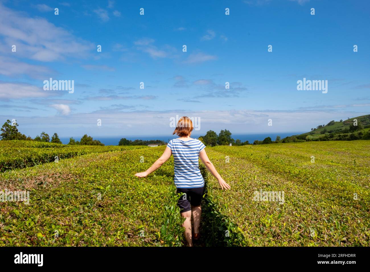 Young woman walking through the corridors of a tea plantation with both ...