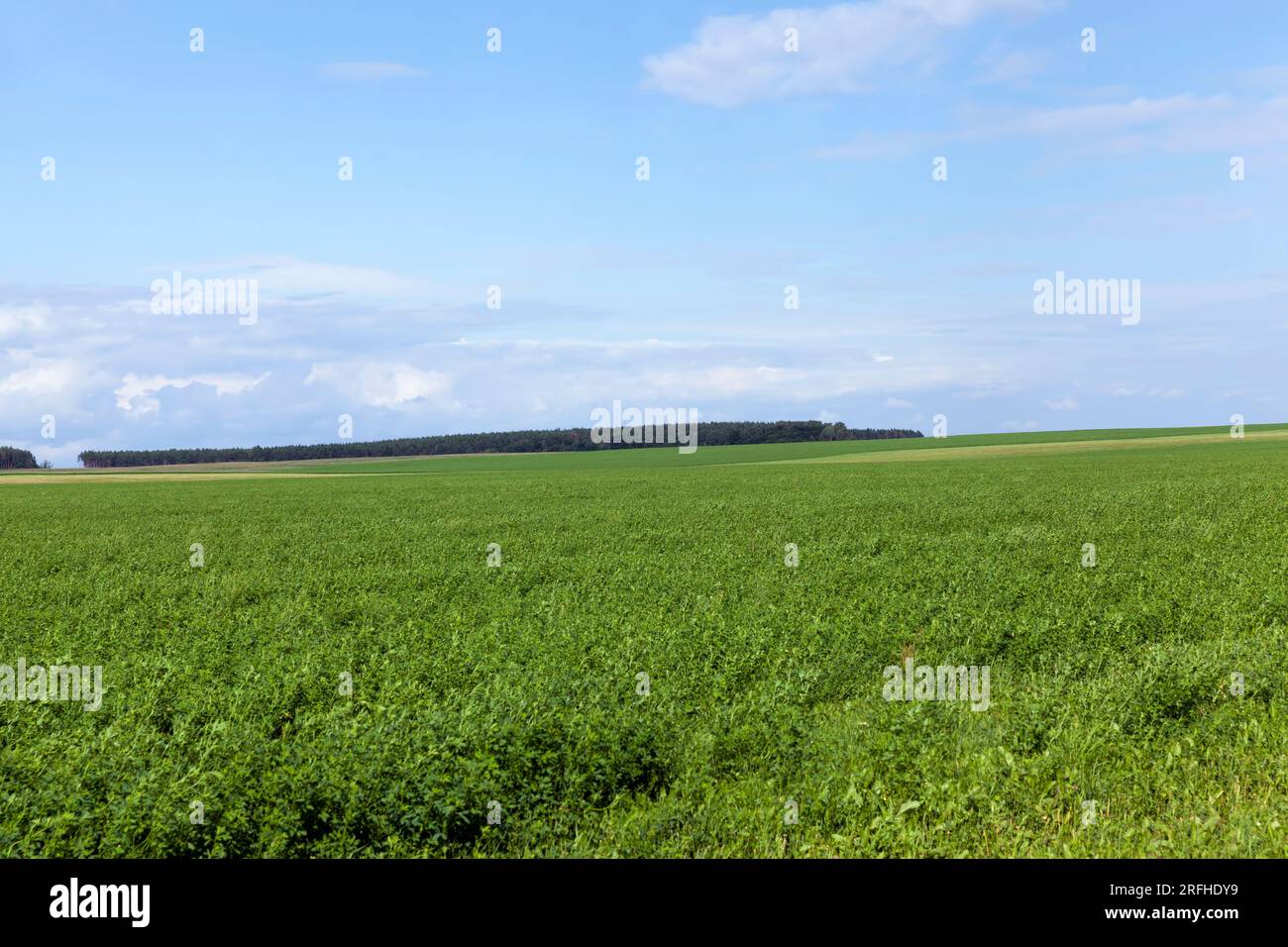 agricultural field with growing plants for harvesting food, farming in ...