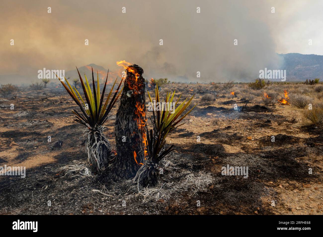 A Joshua Tree burns during the York Fire, Sunday, July 30, 2023, in the ...