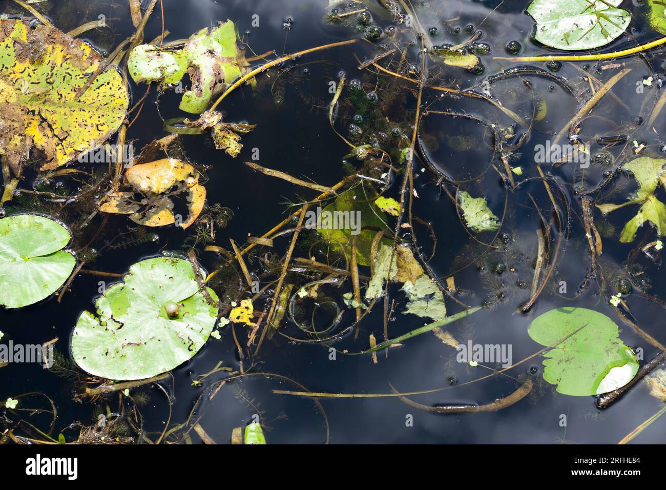 swampy area with different types of plants growing in water, summer ...