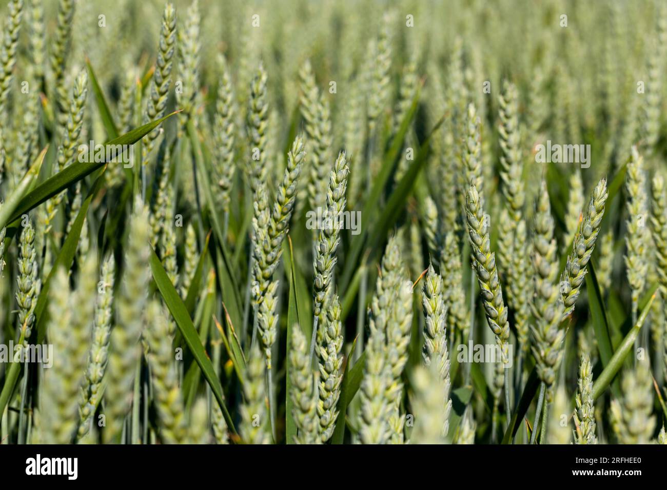 rye field with green immature plants, agricultural activity for growing ...