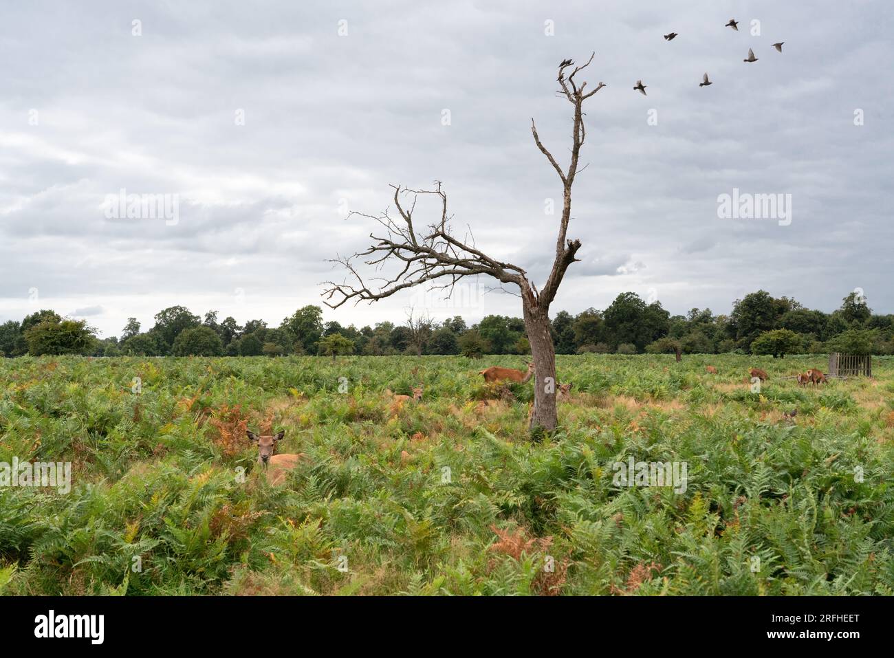 Bushy Park, Huge area of woods and grasslands, home to red and fallow ...