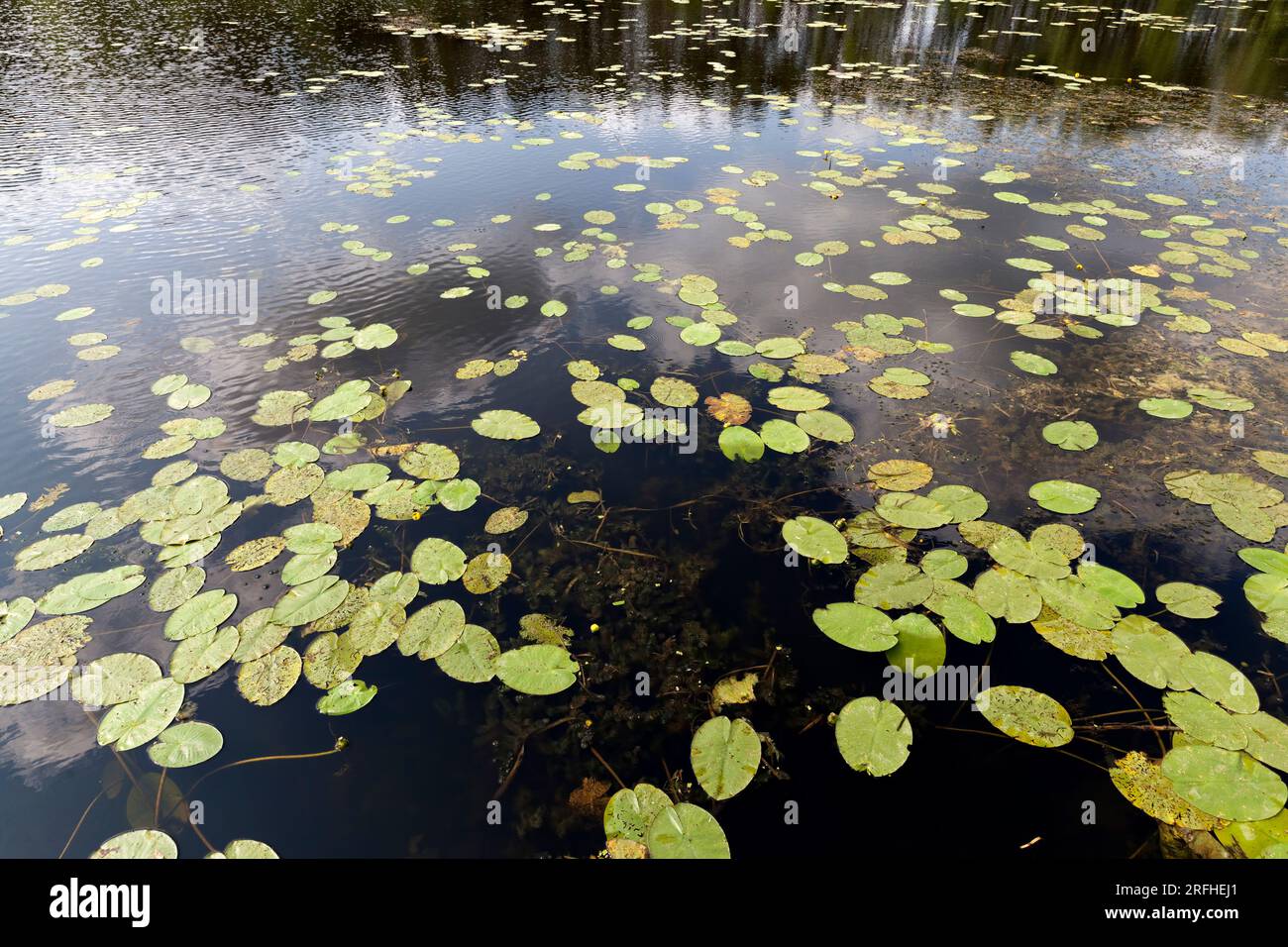 swampy area with different types of plants growing in water, summer ...