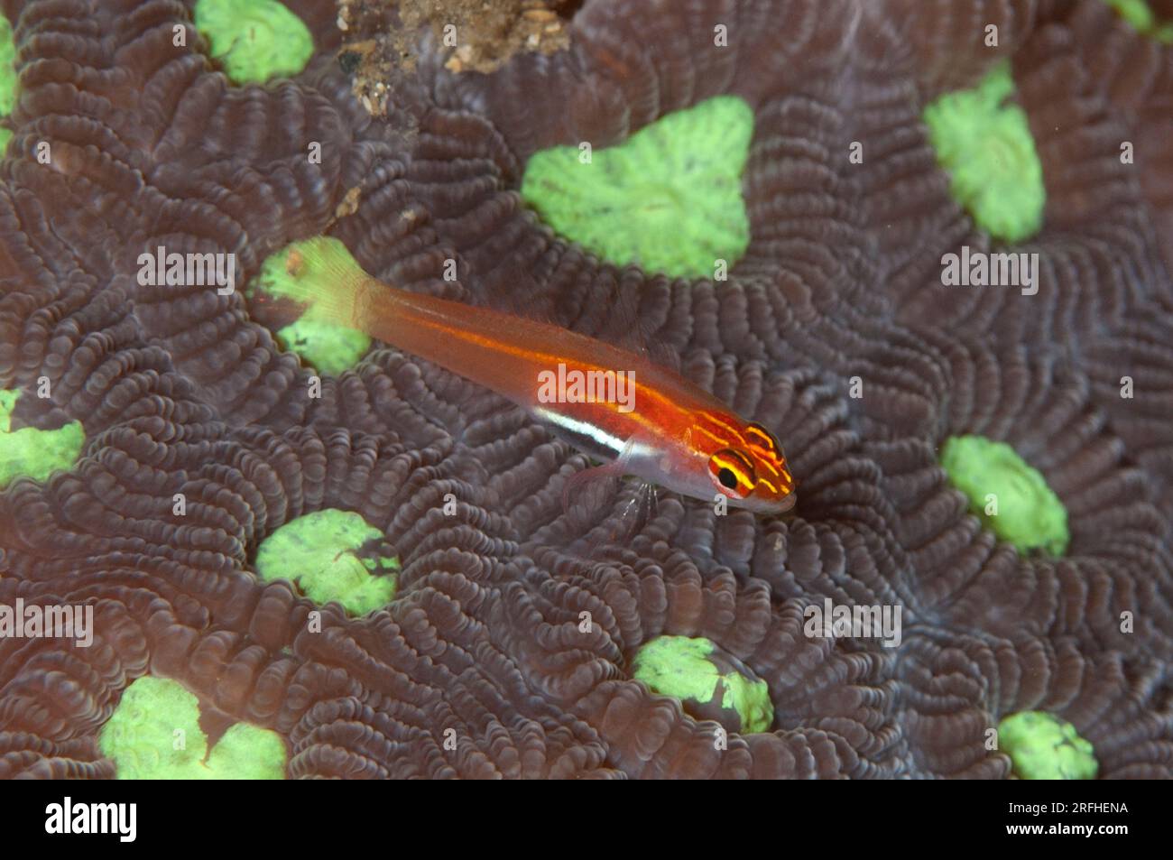 Neon eviota hi-res stock photography and images - Alamy