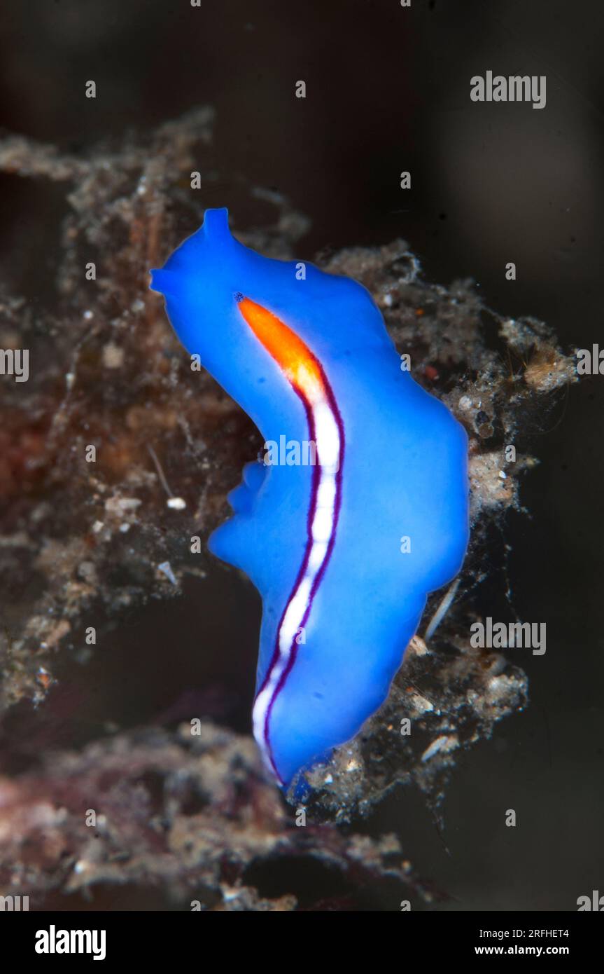 Flatworm, Pseudoceros bifurcus, night dive, Nudi Falls dive site ...
