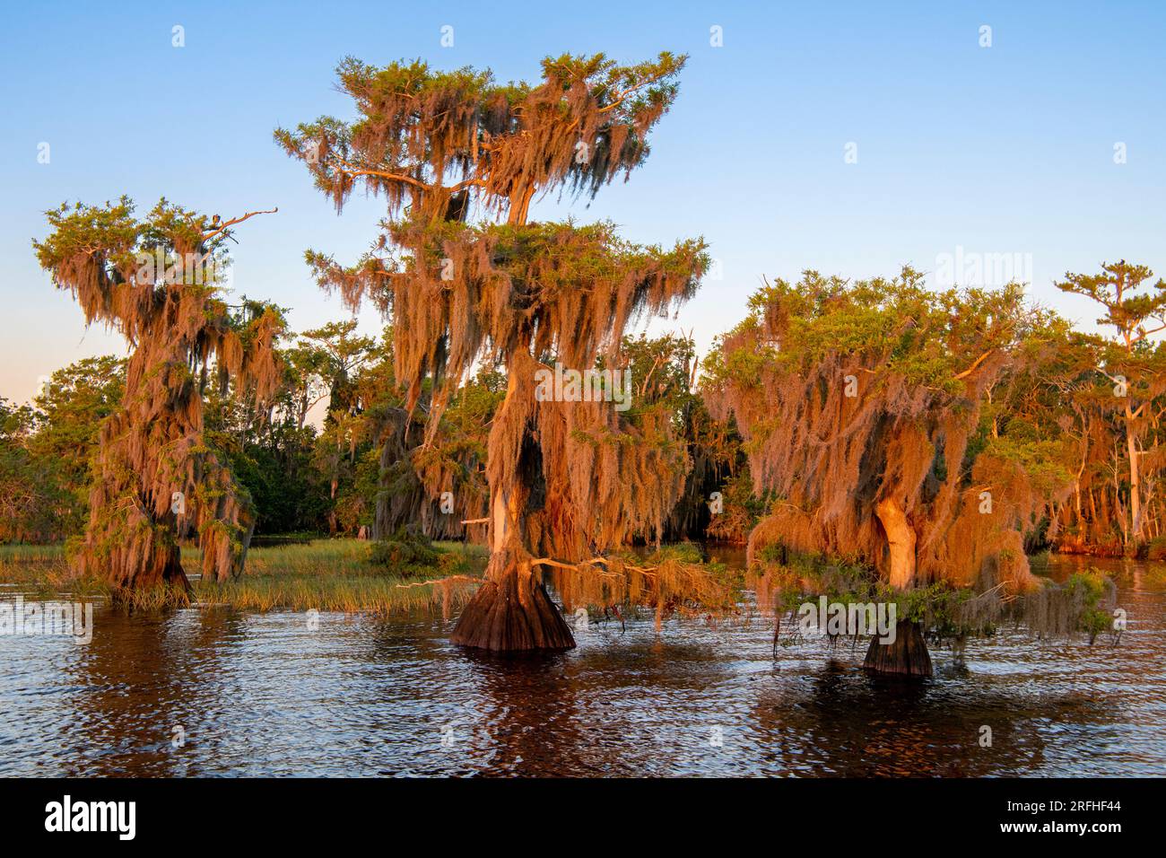 Bald Cypress trees (Taxodium distichum) with Osprey, Blue Cypress Lake ...