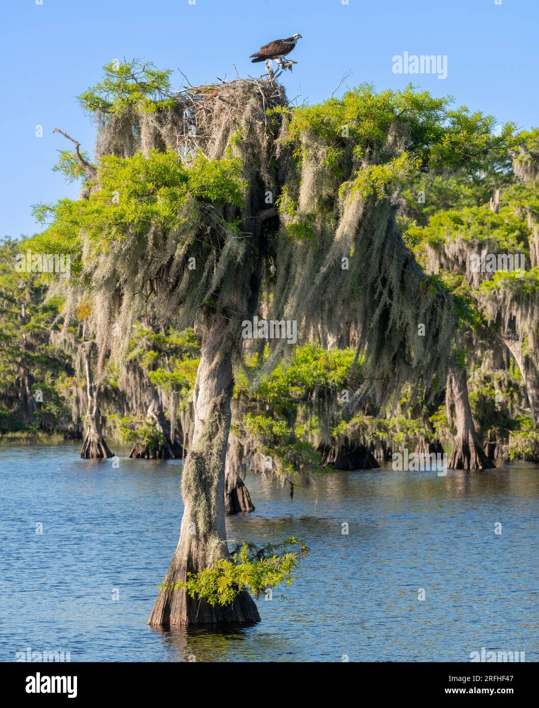 Wet hawk hi-res stock photography and images - Alamy