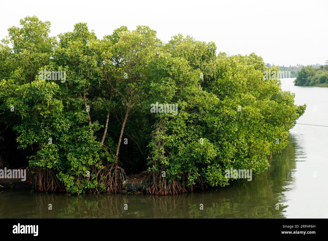mangrove island, is a shrub or tree that grows mainly in coastal saline ...