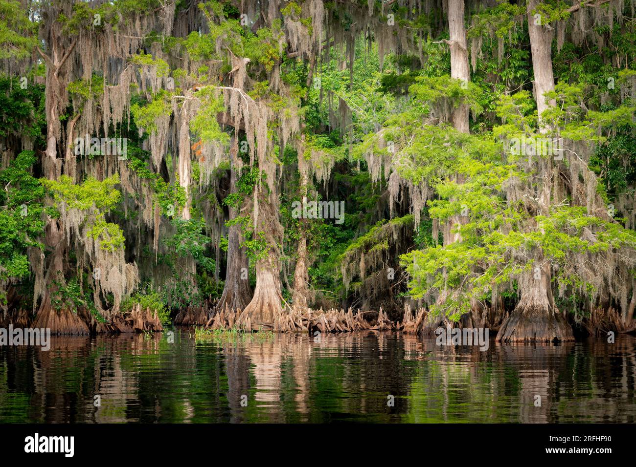 Bald Cypress trees (Taxodium distichum) and Spanish moss ( Tillandsia ...