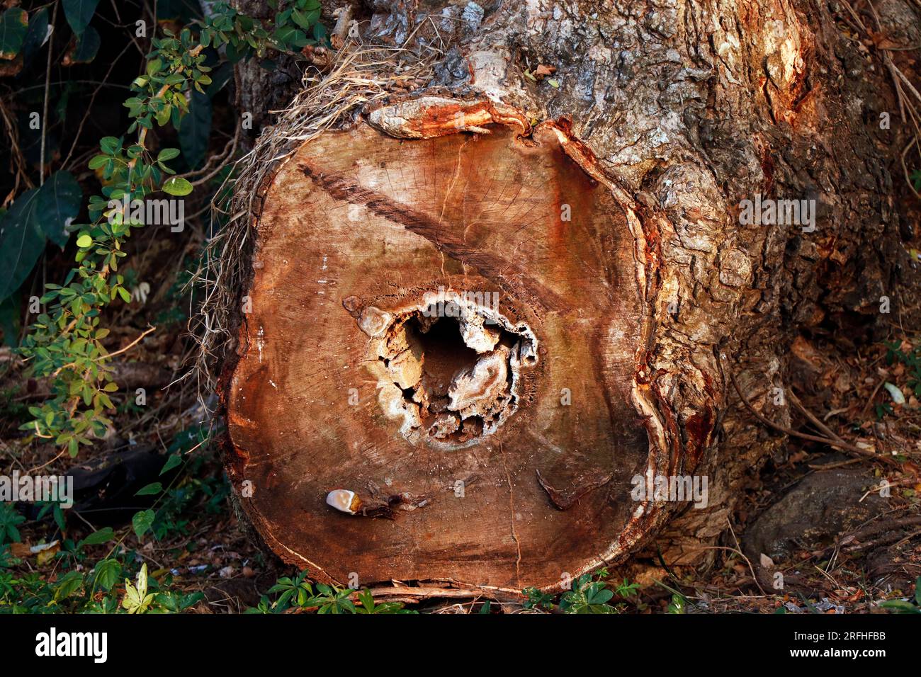 Tree core hi-res stock photography and images - Alamy