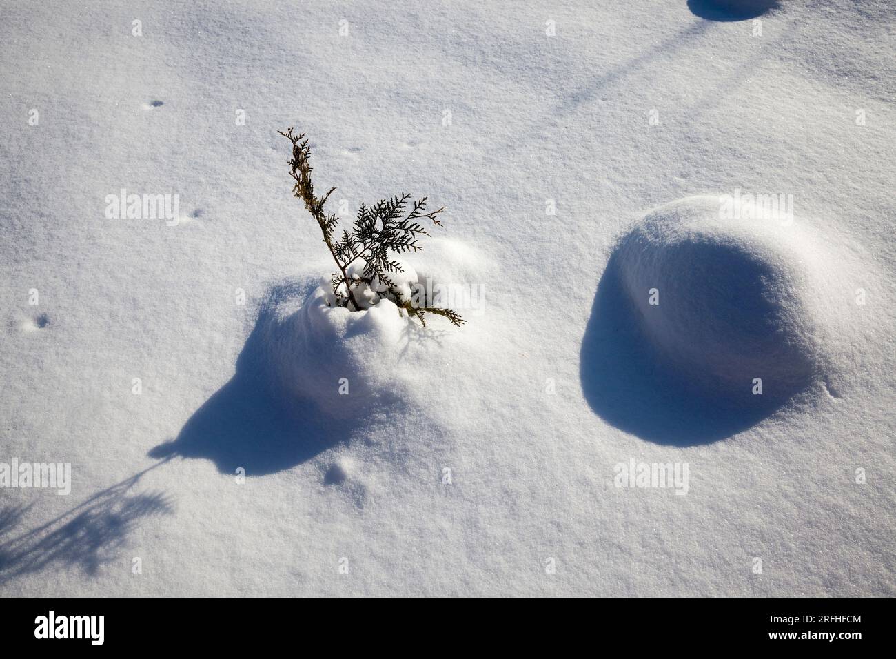 snowdrifts of white fluffy snow in winter, snowdrifts after snowfall in ...