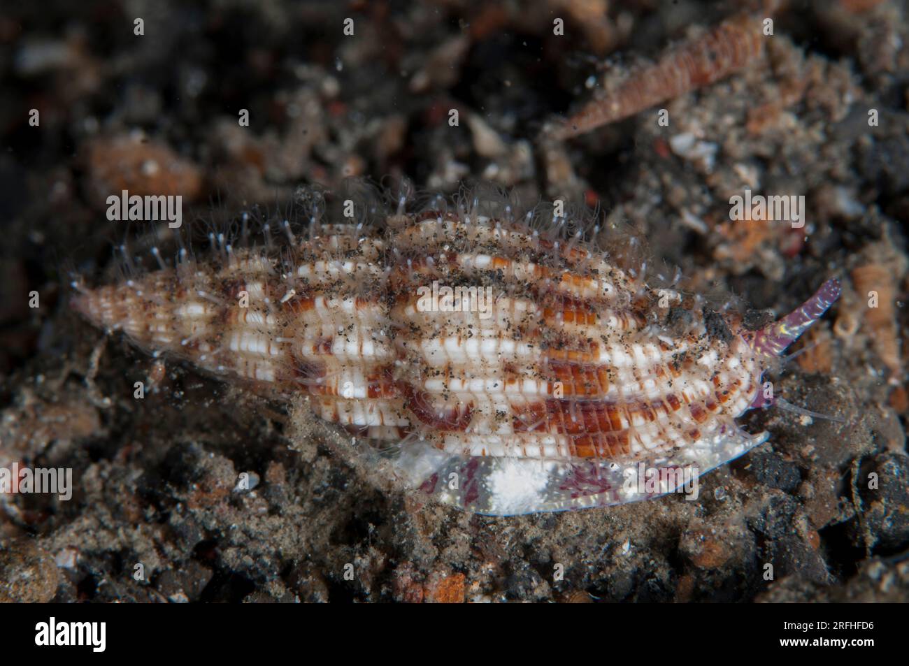 Pinpricked Mitre Shell, Vexillum acupictum, with Hydroids, Hydrozoa ...