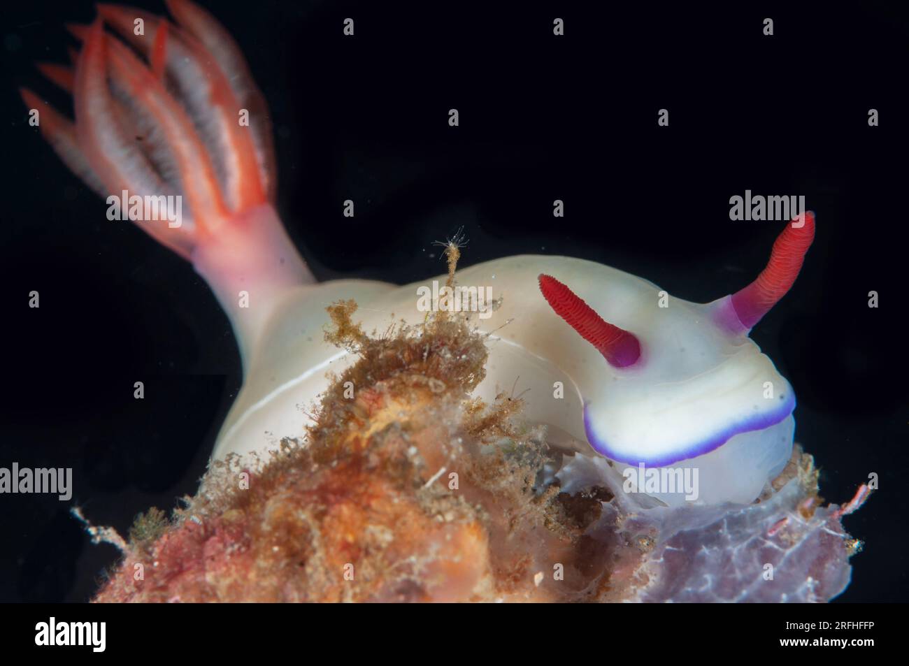 Bullock's Hypselodoris Nudibranch, Hypseldoris bullocki, Batu Merah ...
