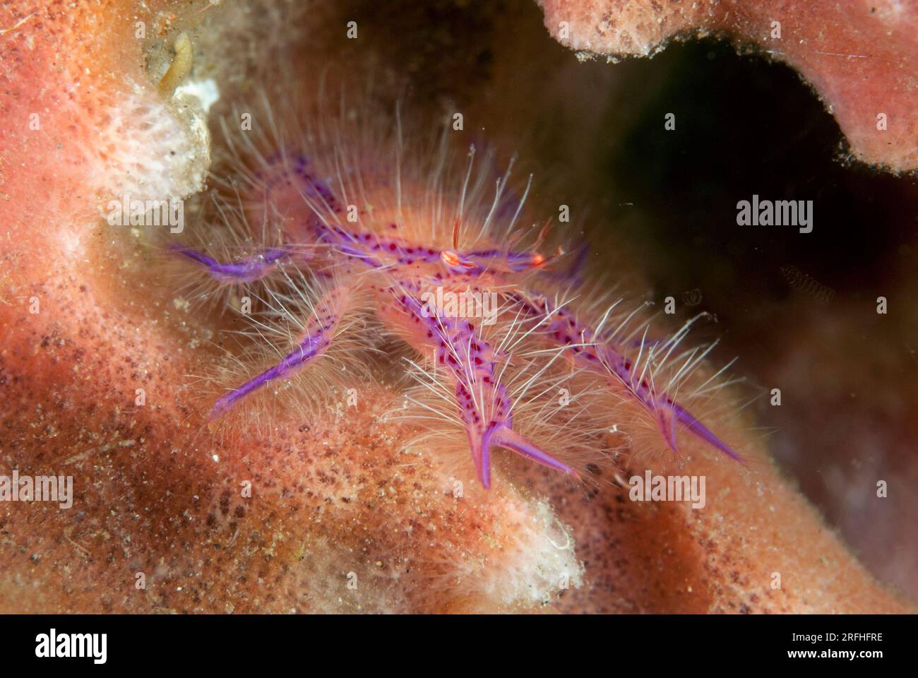 Squat Lobster, Lauriea siagiani, on Barrel Sponge, Xestospongia ...