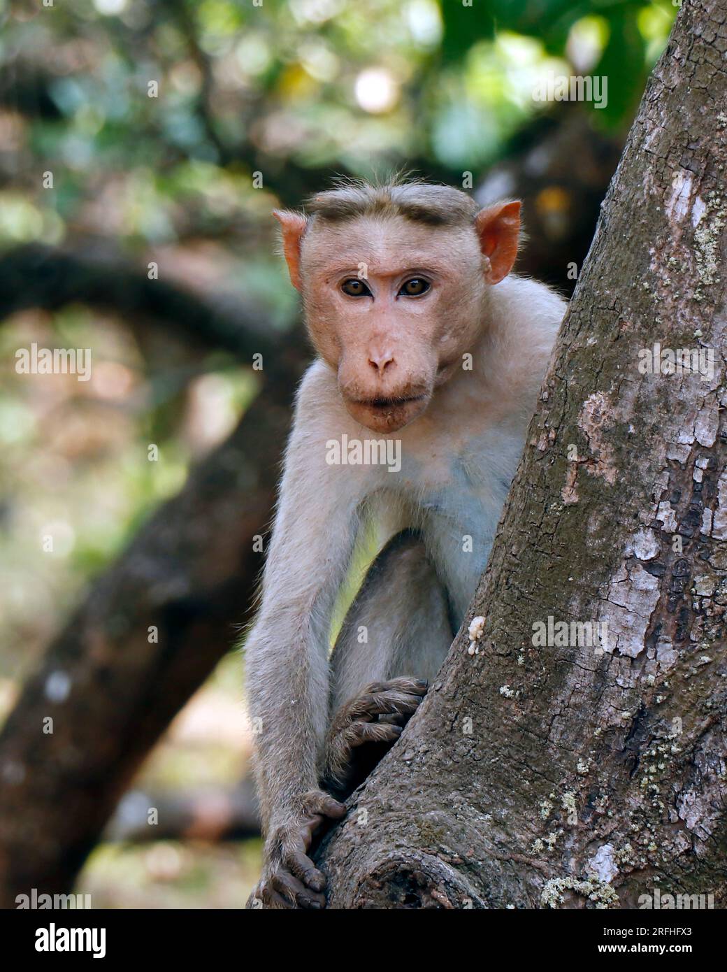 bonnet macaque monkey (Macaca radiata), also known as zati, is a species of macaque endemic to ...