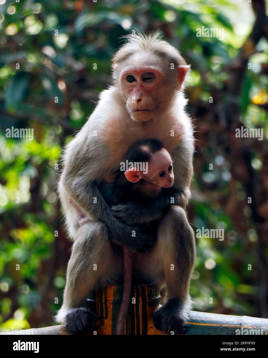 bonnet macaque monkey (Macaca radiata),family in close up, also known as zati, is a species of ...