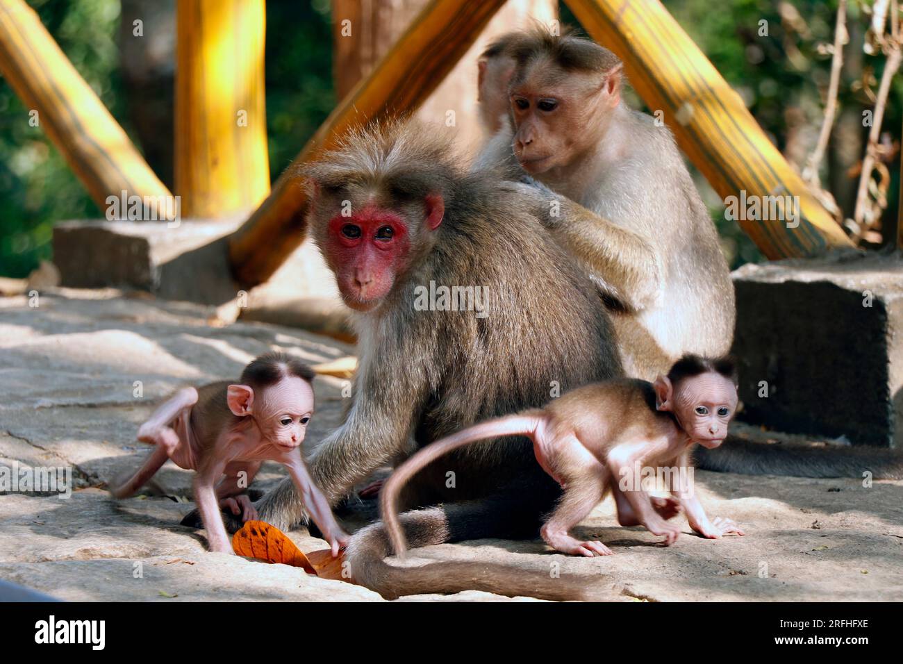 bonnet macaque monkey (Macaca radiata),family, also known as zati, is a ...