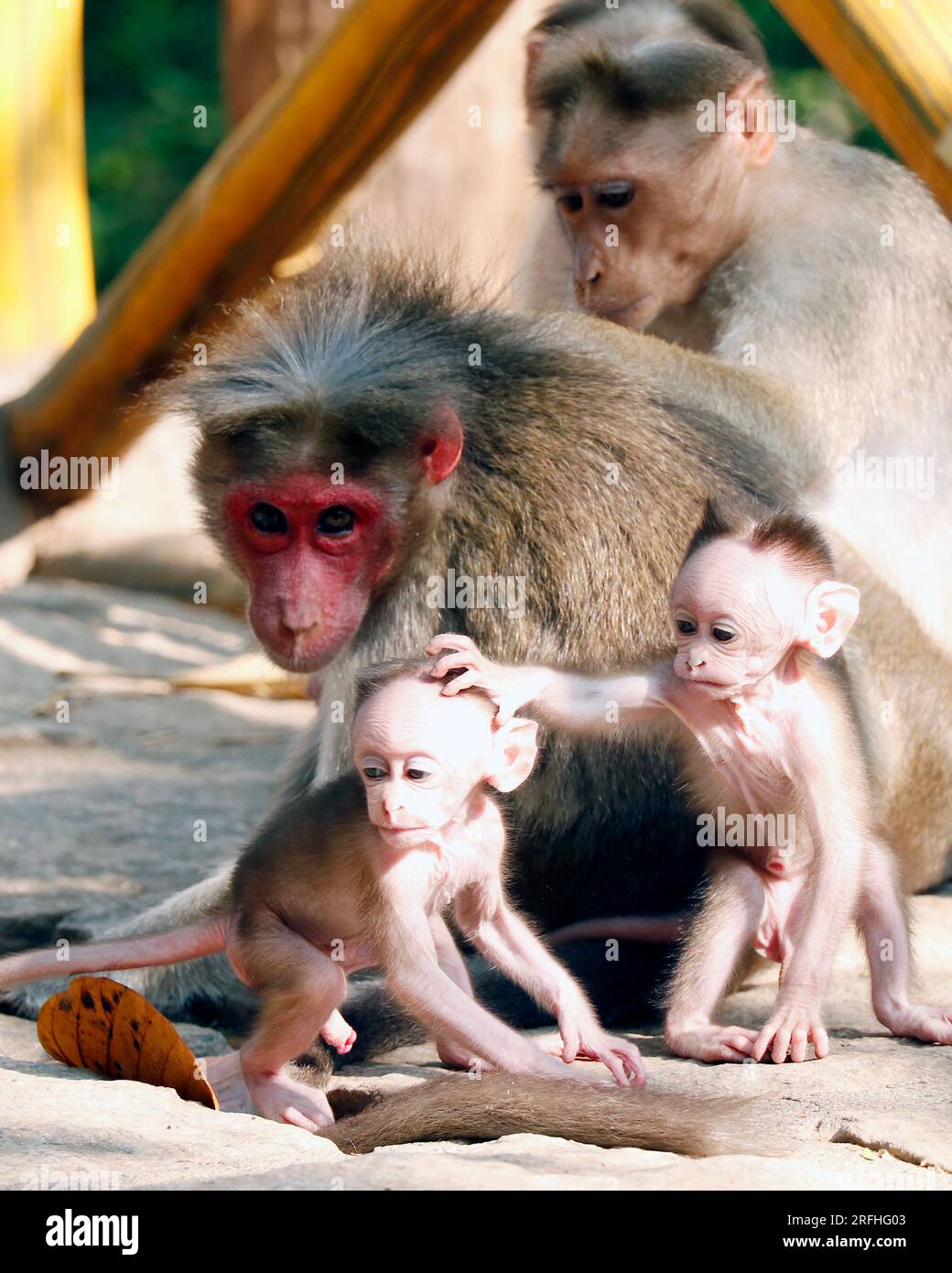 bonnet macaque monkey (Macaca radiata),family in close up, also known ...