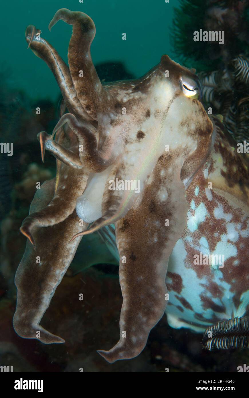 Broadclub Cuttlefish, Sepia latimanus, in defensive position, Makawide ...