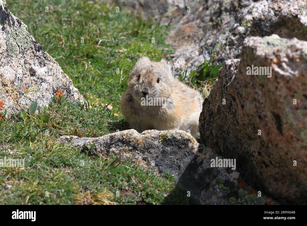 American pika rocky mountains colorado hi-res stock photography and ...