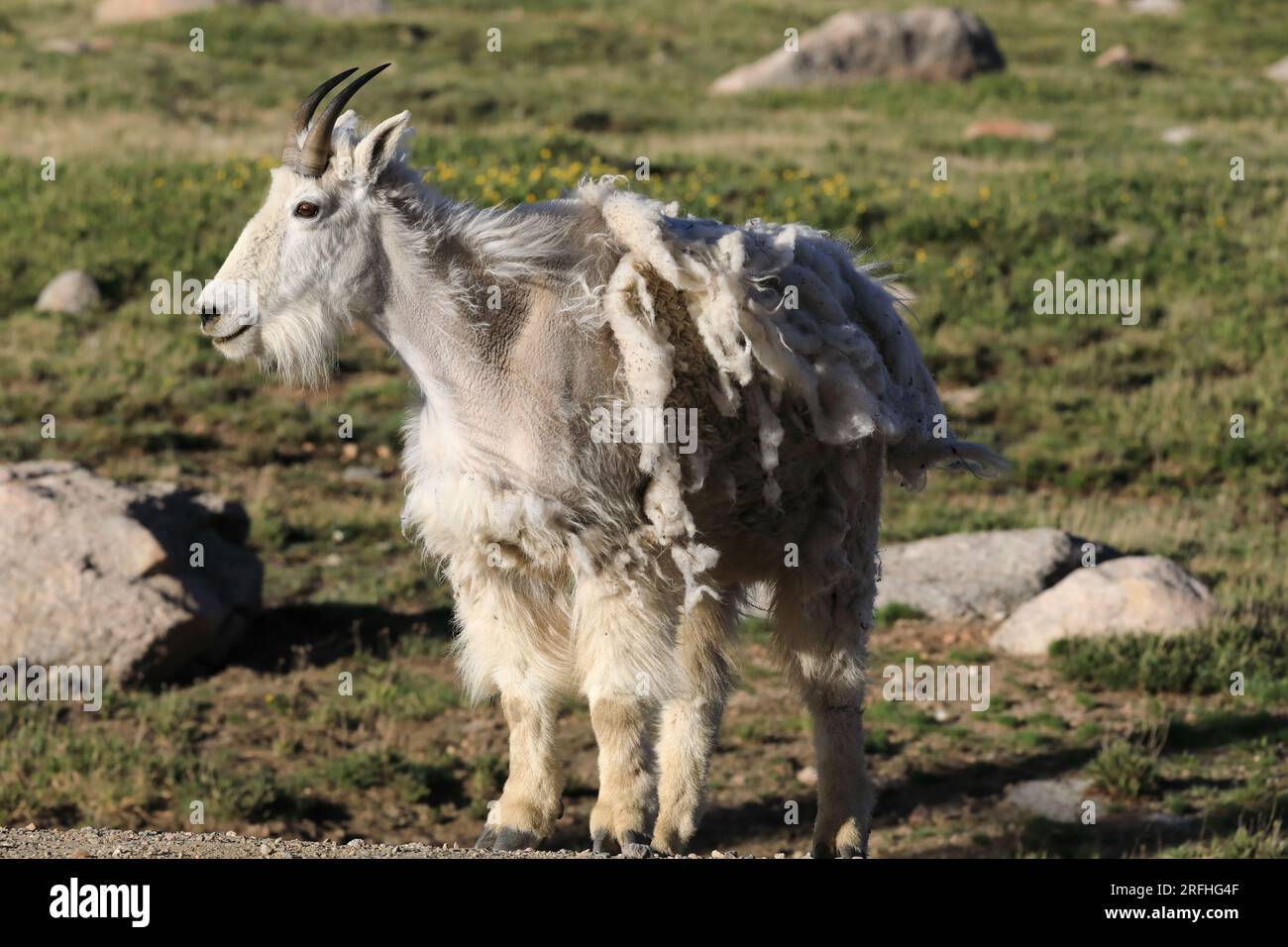 Colorado wildlife, mountain goat Stock Photo - Alamy