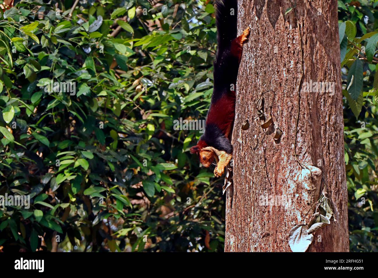 malabar giant purple wild squirrel in close up Stock Photo - Alamy