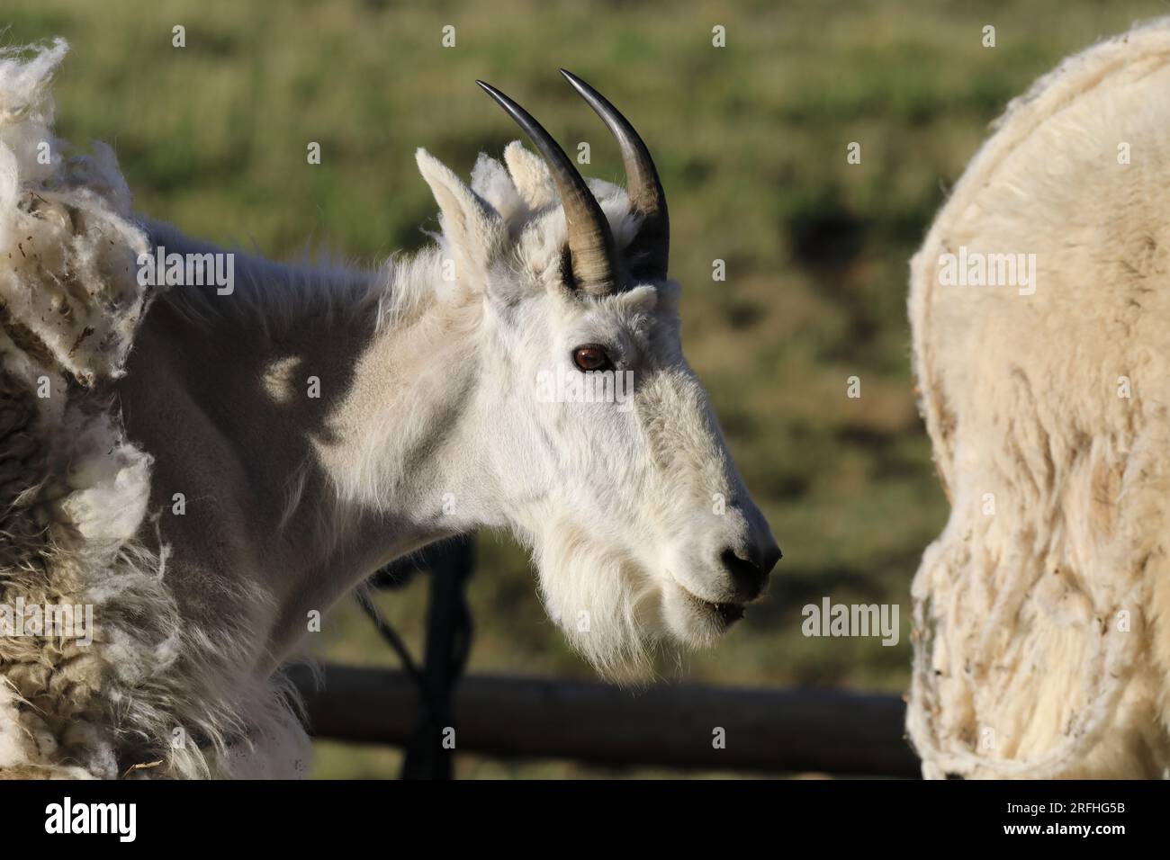 Colorado wildlife, mountain goat Stock Photo - Alamy