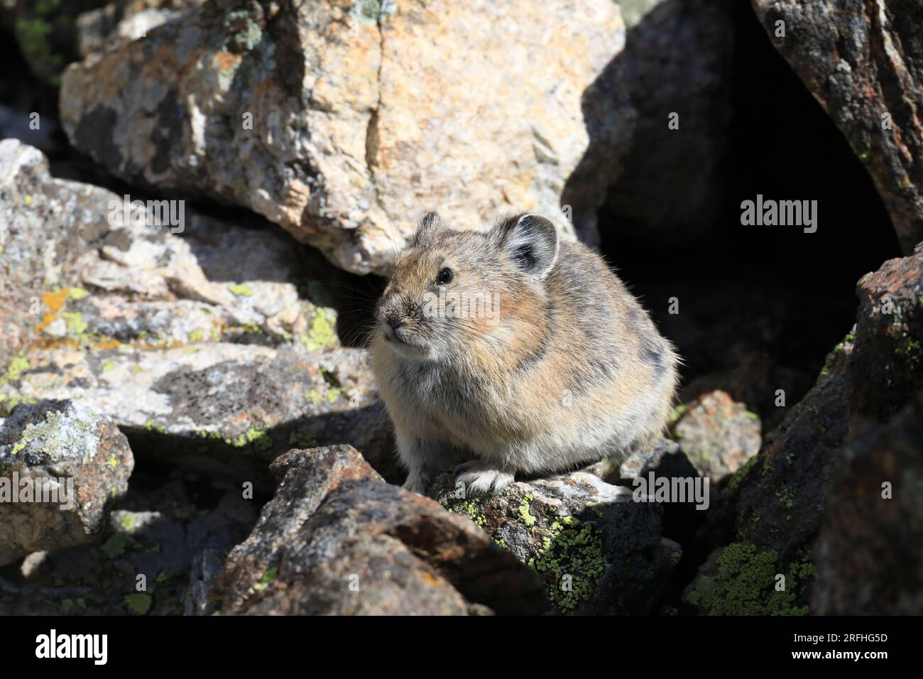 Colorado wildlife, pikas Stock Photo - Alamy