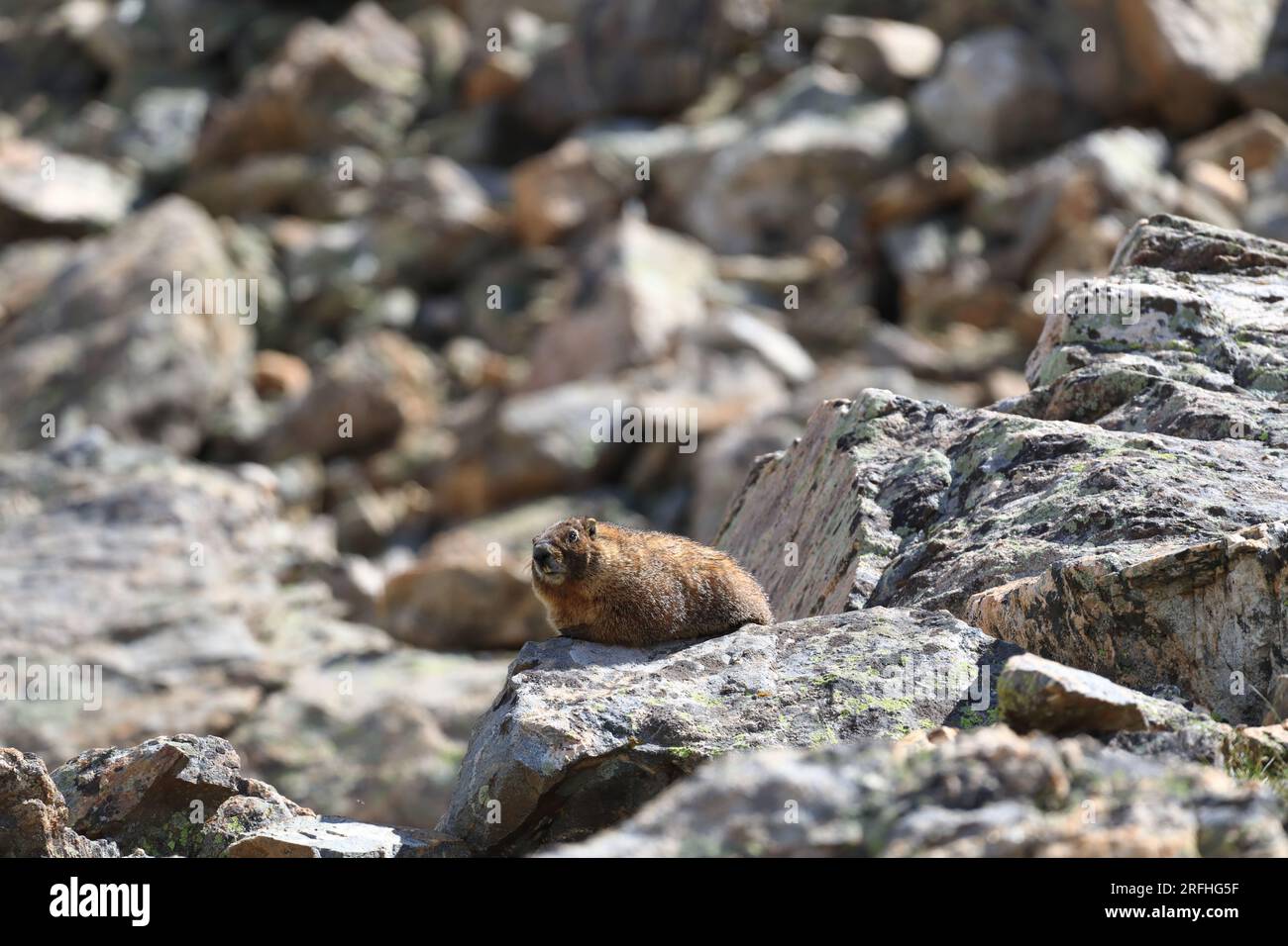 Small mammals of colorado hi-res stock photography and images - Alamy
