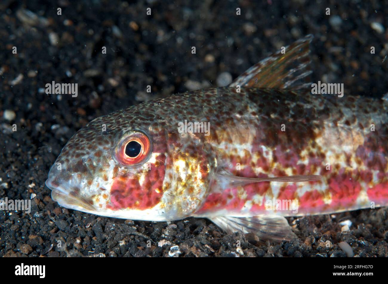 Freckled Goatfish, Upeneus tragula, on sand with night colors, TK1 dive ...