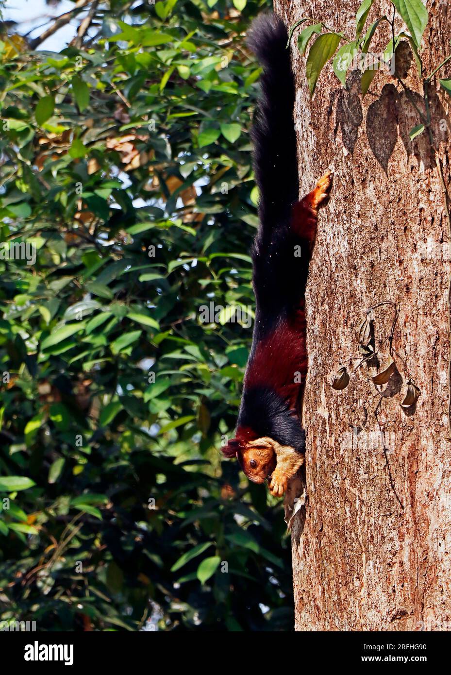 malabar giant purple wild squirrel on tree in close up Stock Photo - Alamy