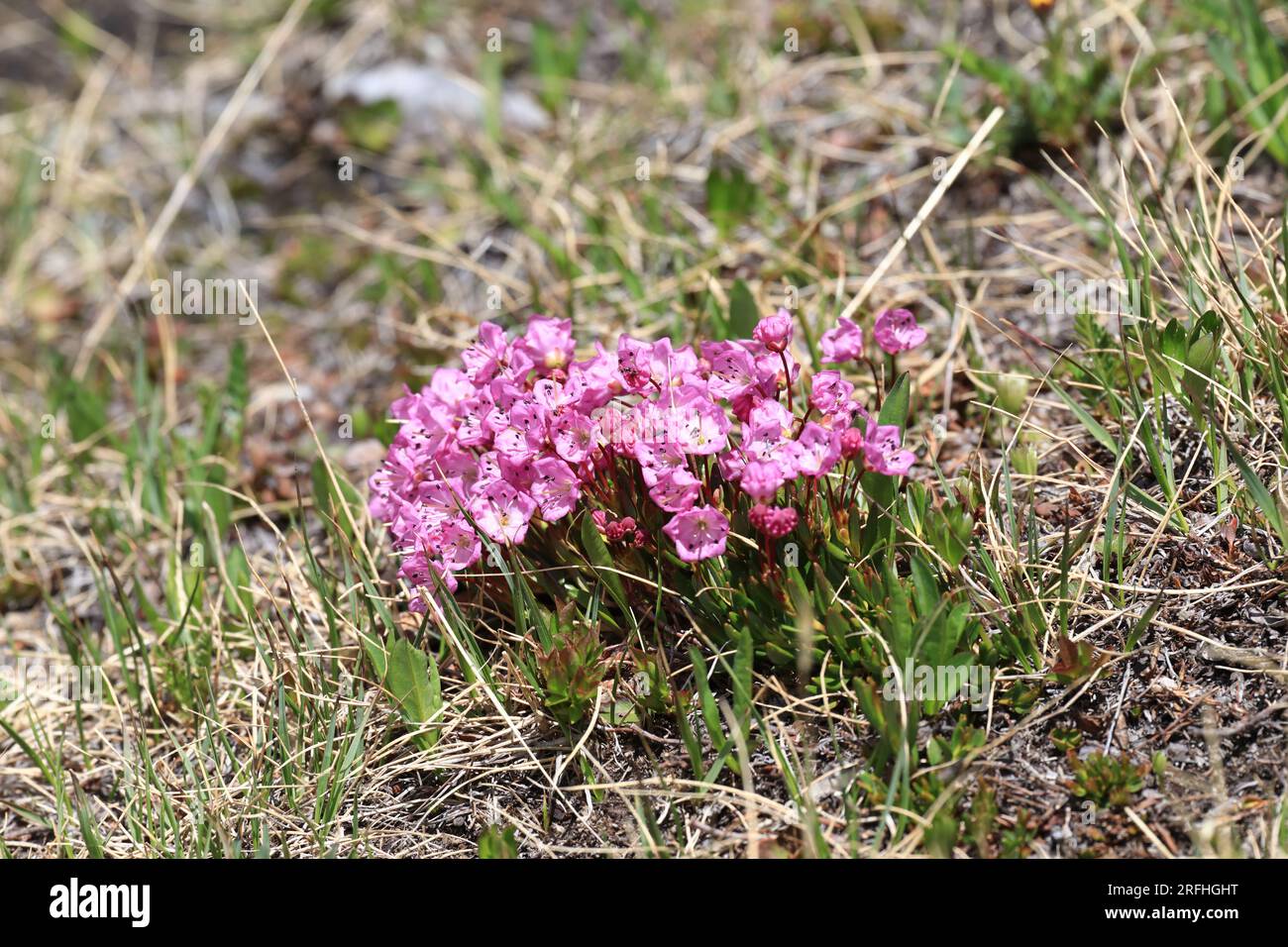 Wildflowers, Kalmia microphylla Stock Photo - Alamy