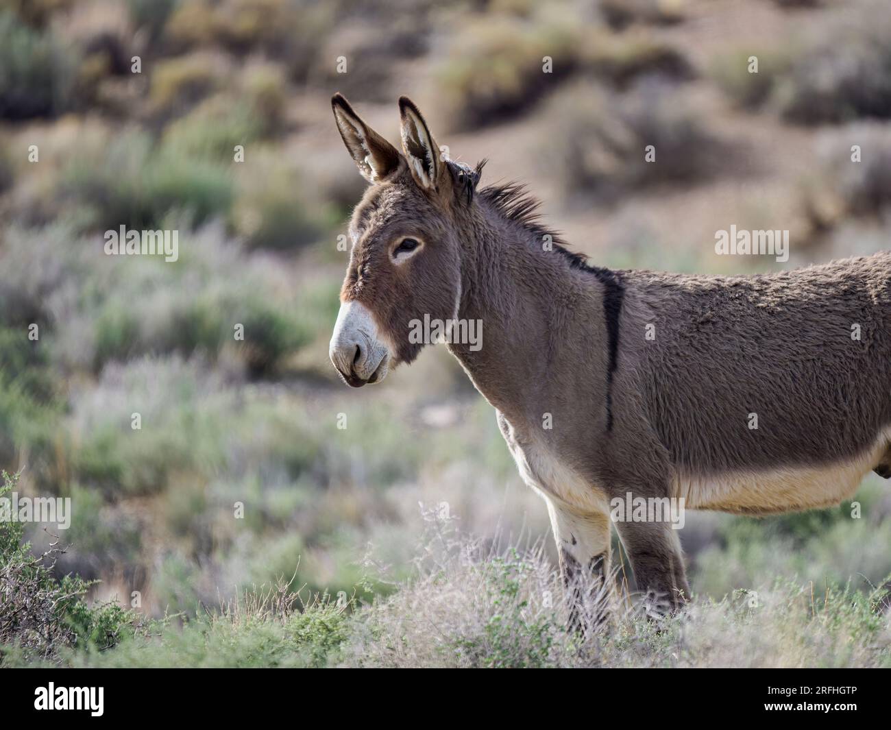 Burro hi-res stock photography and images - Alamy