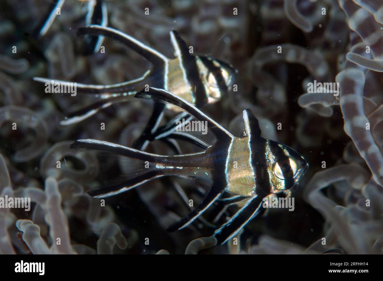 Trio of Banggai Cardinalfish, Pterapogon kauderni, in Magnificent Sea ...